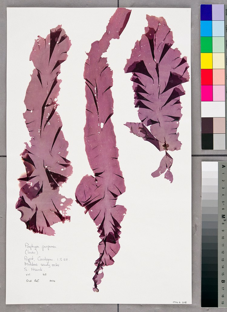 Dan Rees at National Museum Wales, Cardiff | Contemporary Art Library