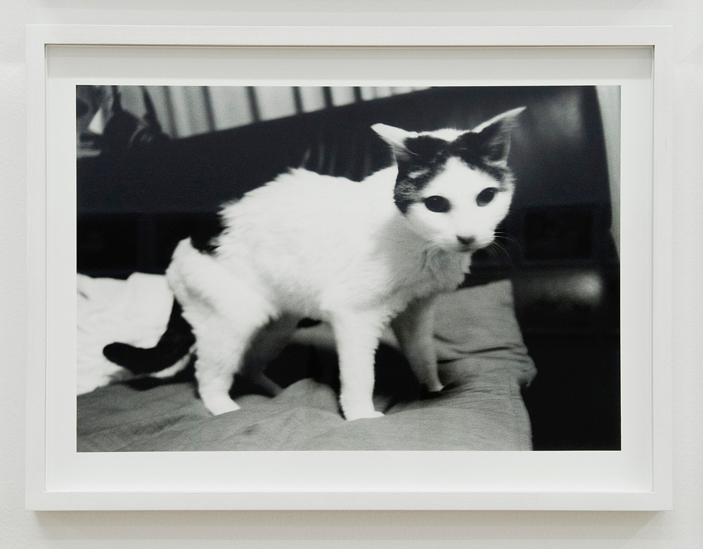 Nobuyoshi Araki Cat