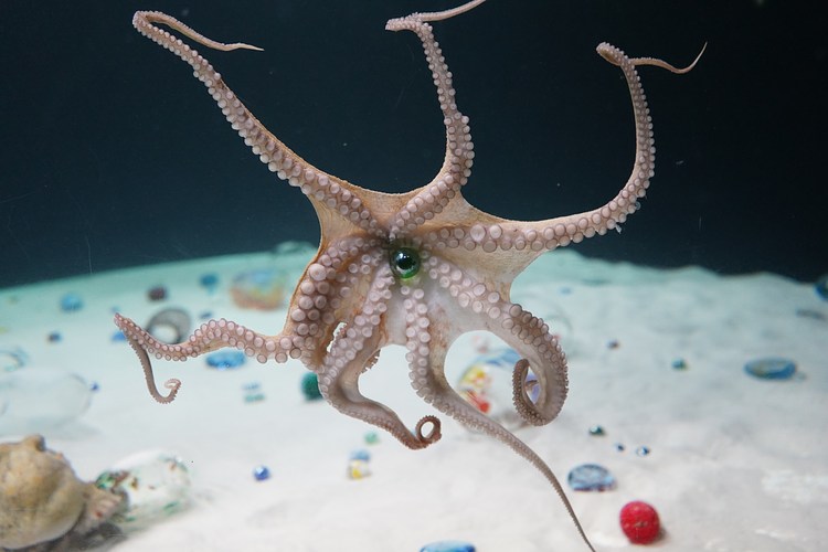 Shimabuku at WIELS, Brussels | Contemporary Art Library