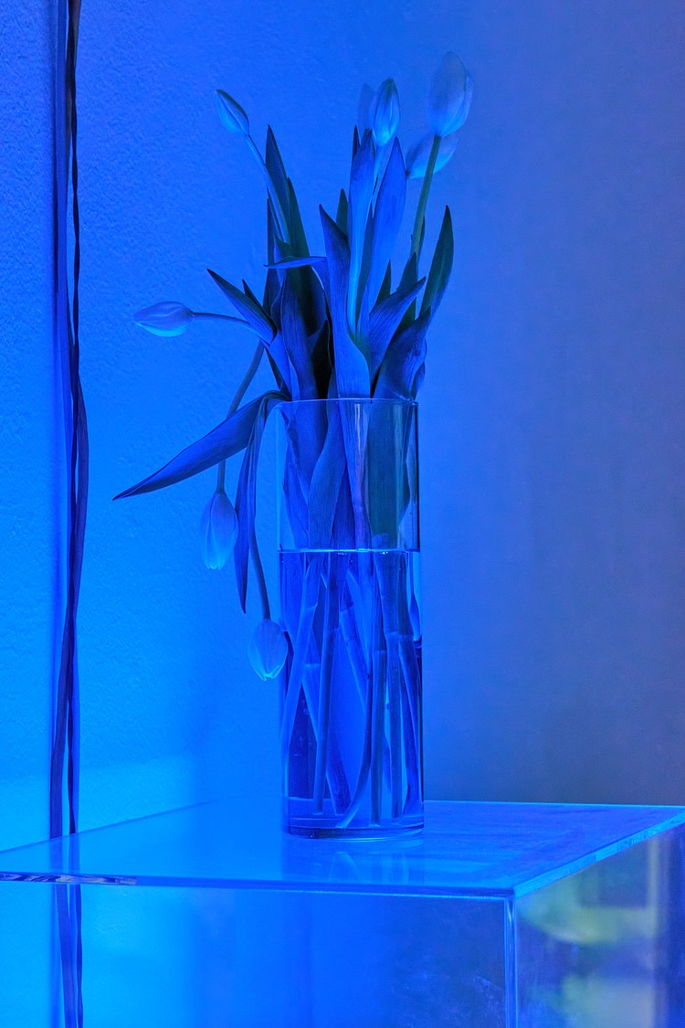 Olivia Mole at Gattopardo, Los Angeles | Contemporary Art Library