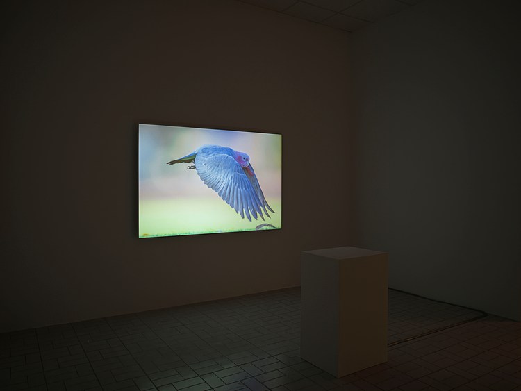 Richard Frater at Oracle, Berlin | Contemporary Art Library