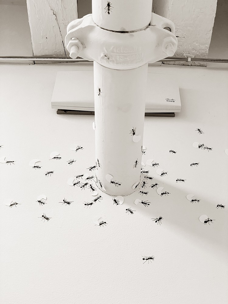Catherine Chalmers at The Drawing Center, New York | Contemporary Art ...