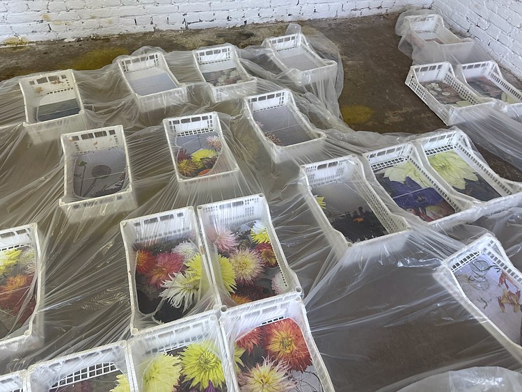 Graham Hamilton | Contemporary Art Library